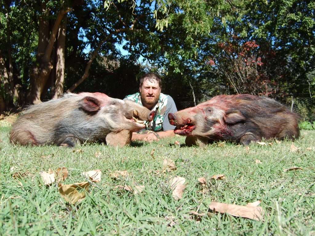 Bush Pig - Hoeksfontein Safaris