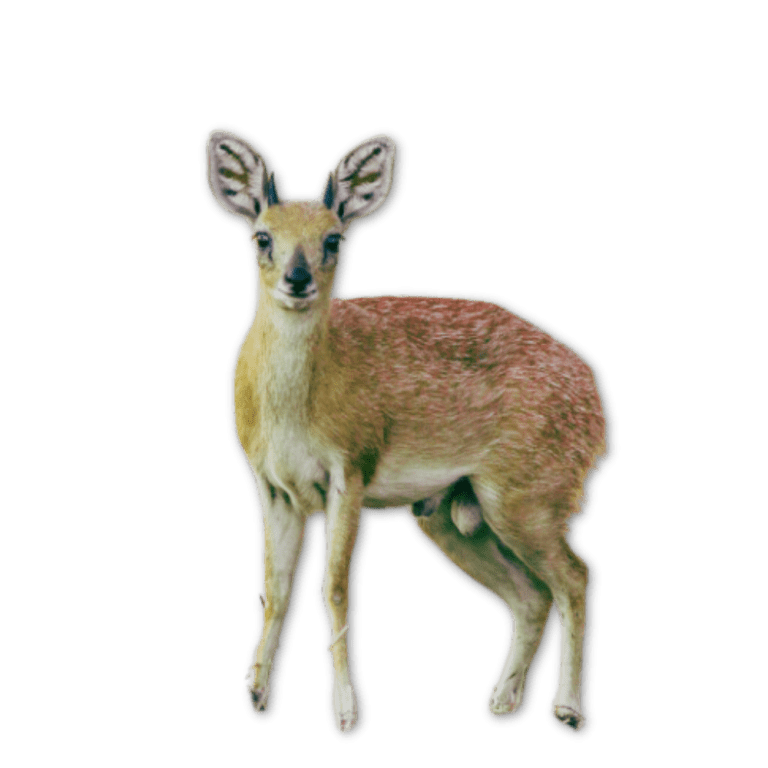 Rates - Hoeksfontein Safaris