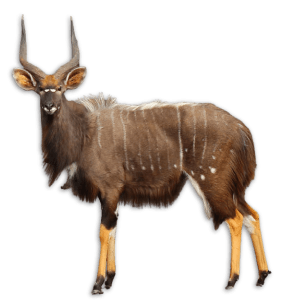 Nyala - Hoeksfontein Safaris