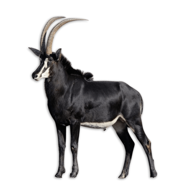 Sable - Hoeksfontein Safaris