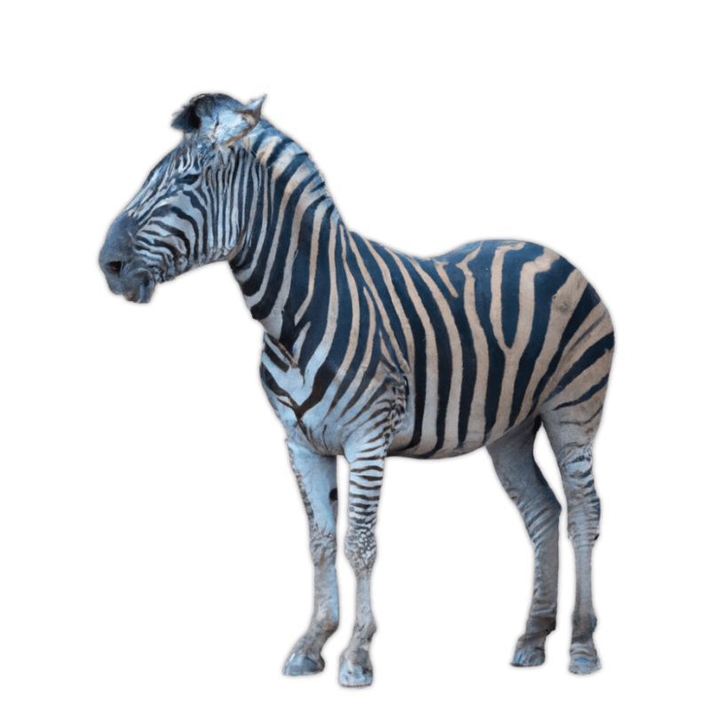 Zebra - Burchells - Hoeksfontein Safaris