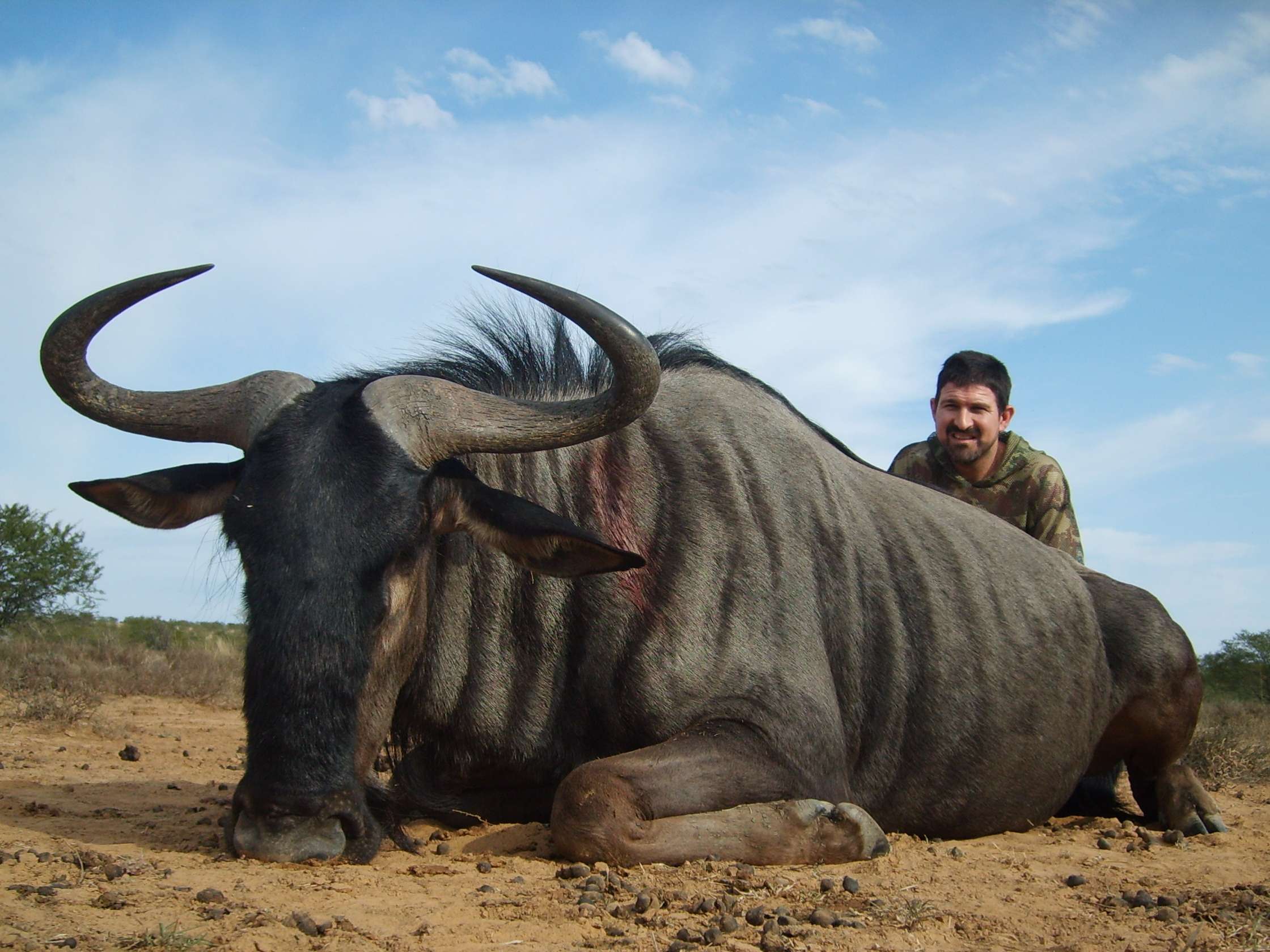 Wildebeest - Blue - Hoeksfontein Safaris