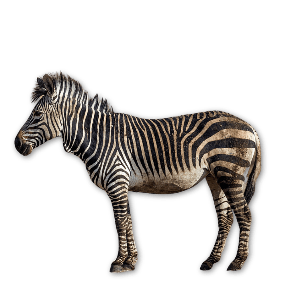 Zebra - Hartmann - Hoeksfontein Safaris